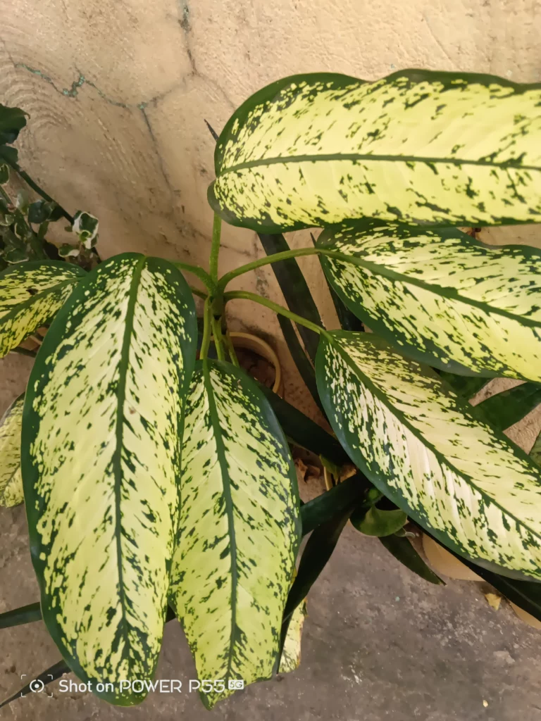 itel P55 5G Review: 5G breakthrough of the entry-level market - Unbox ...