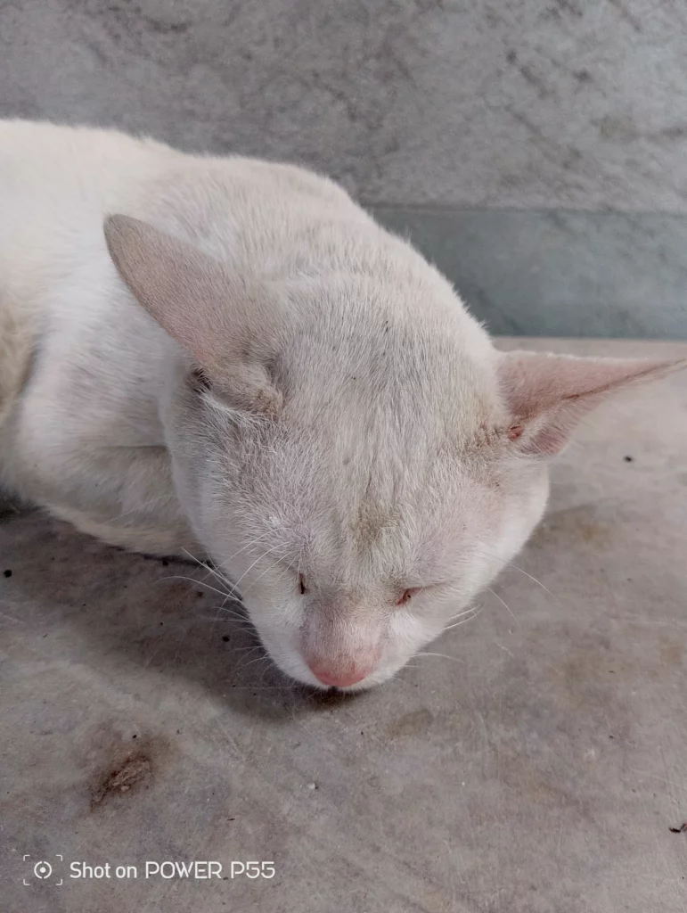 itel P55 Full Review: Charming design with powerhouse features - Unbox ...