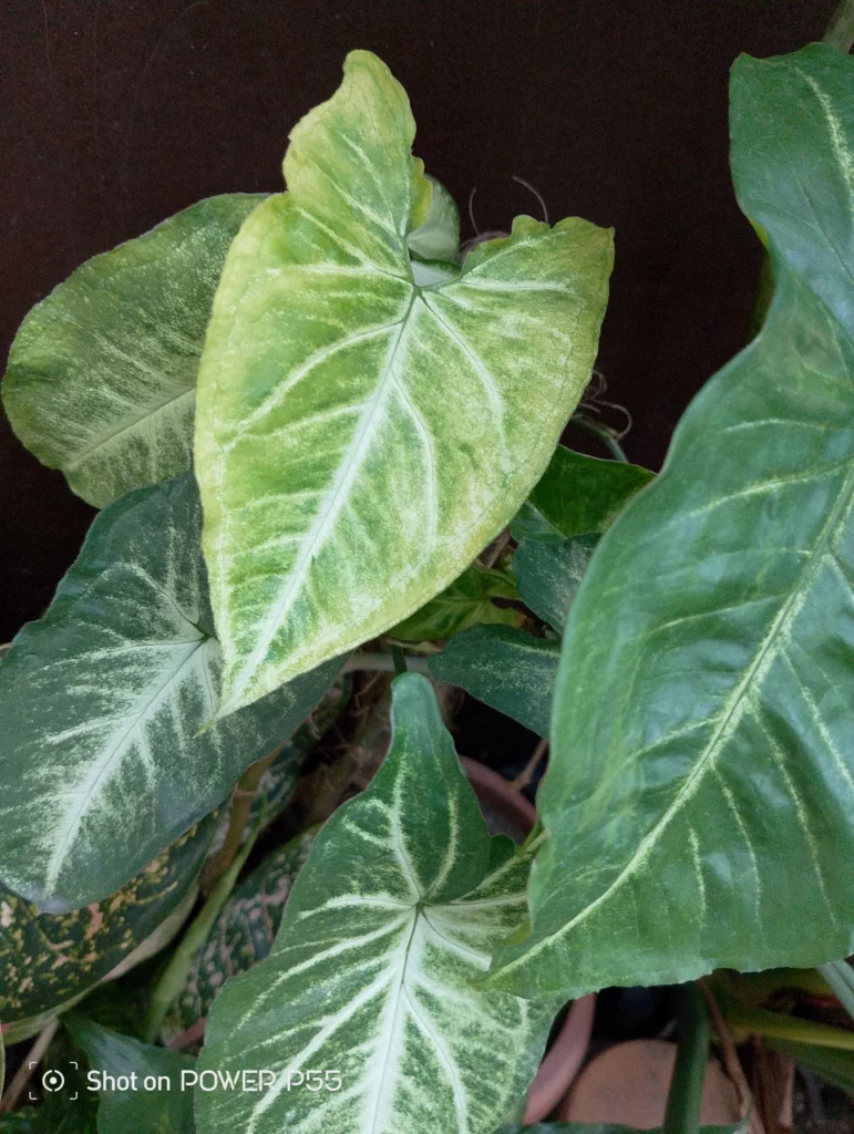 itel P55 Full Review: Charming design with powerhouse features - Unbox ...